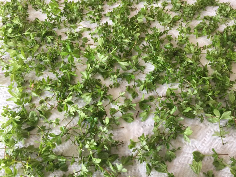 Sweet Woodruff Syrup | Delicious to use in Drinks and Desserts