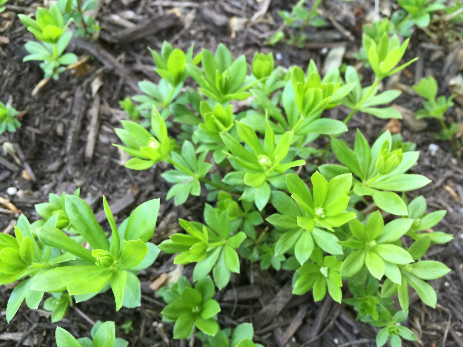 Sweet Woodruff Plant Recipes | German Baking Cooking Beverages