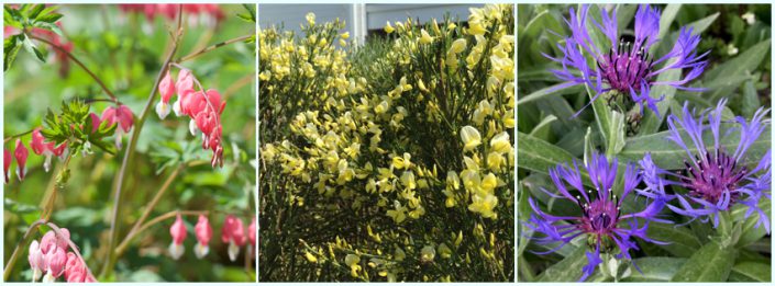 German May Day Traditions | Welcome Spring | Labor Day | Recipes