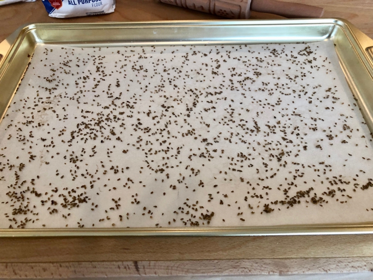 Traditional German Springerle Recipe | Anise Cookies of Perfection