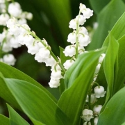 Mother's Day celebration guide | Mother's Day in Germany